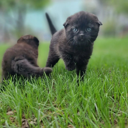 Шотландская веслоухая кошка