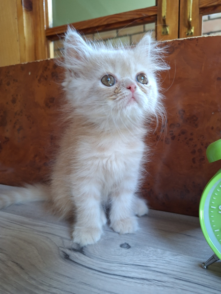 Котёнок пародистая