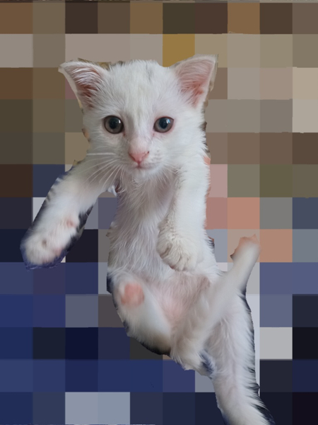Котята от вислоухой кошки