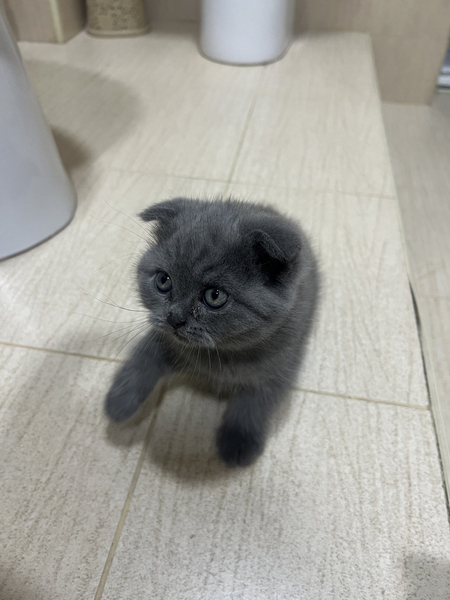 Продаются котята скотиш фолд и скотиш страйт