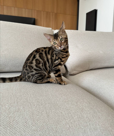 Бенгальский котенок девочка с редким окрасом
