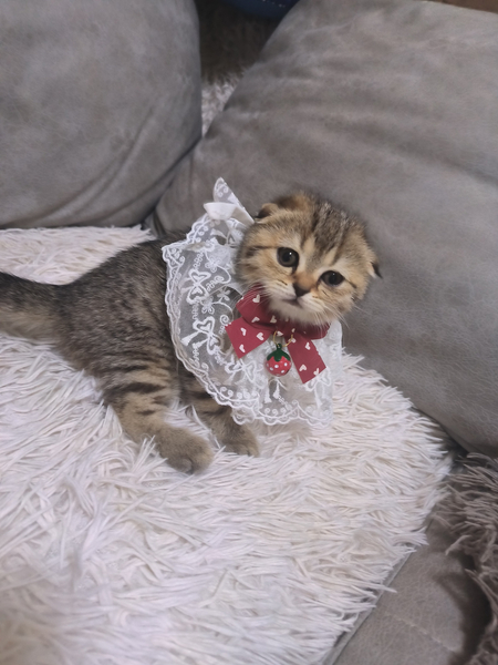 Котята от правильной вязки
