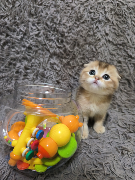 Котята от правильной вязки