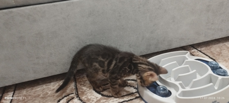 Бенгальский котёнок в подарок переноска когти точка лежанка