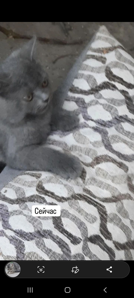 Мама и две котят