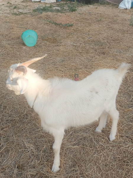 8 oylik , oppoqina, taka, ozimiz kotta qiganmiz, shoxdor,dala ta