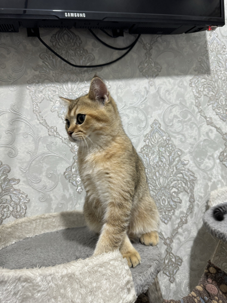 Мальчик страйт