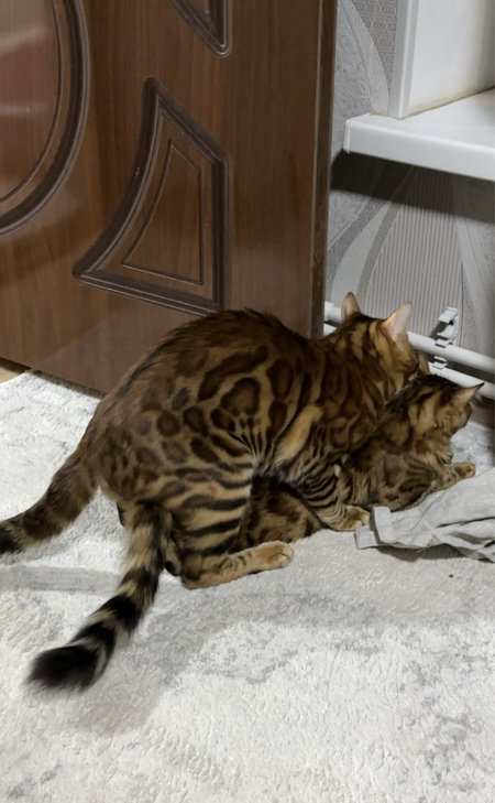 Вязка чистокровного кота