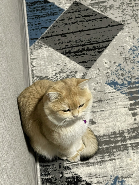 Мушук,кошка сотилади