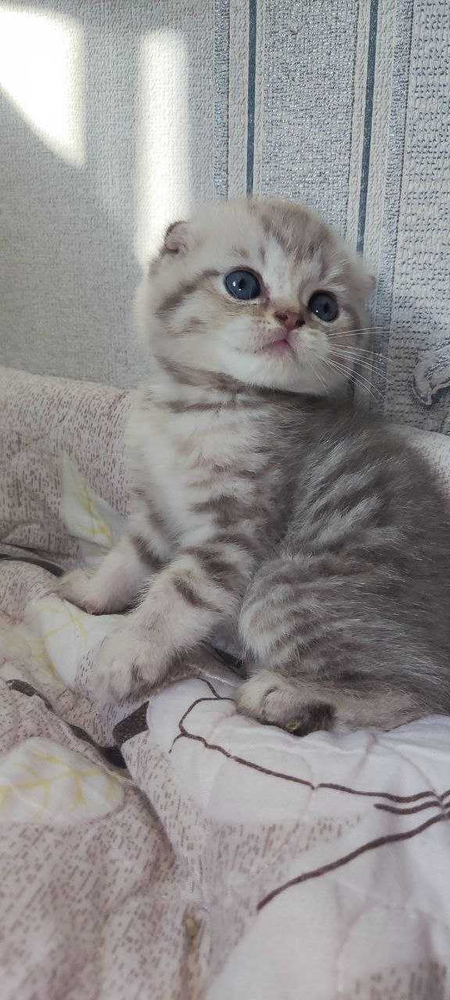 Шотландские вислоухие котята