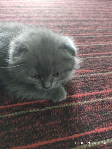 Котята скоттиш фолд