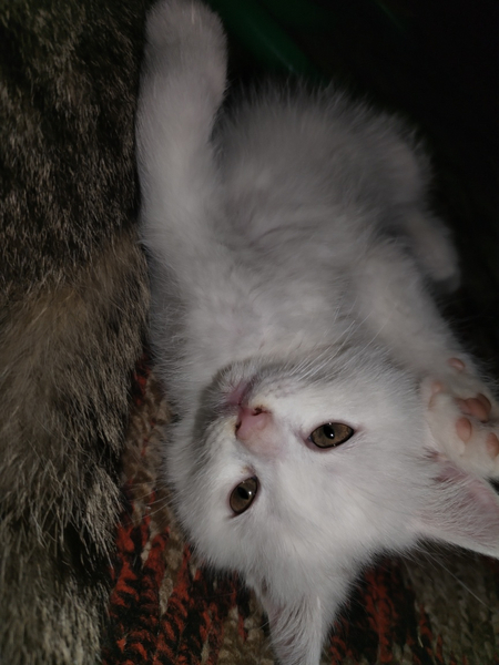 Продаётся котенок