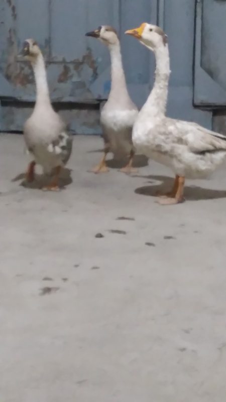 G'oz  3ta 1 erkak 2 ayol