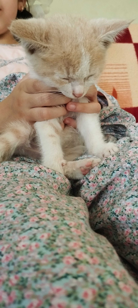 Mushuk bolasi kichkina