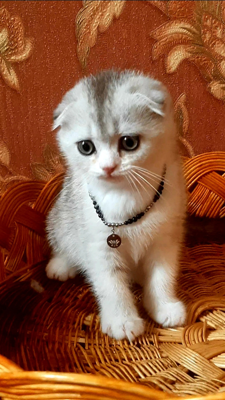 Скоттиш фолд котёнок
