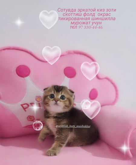 Мушук  зотдор  скоттиш-фолд киз