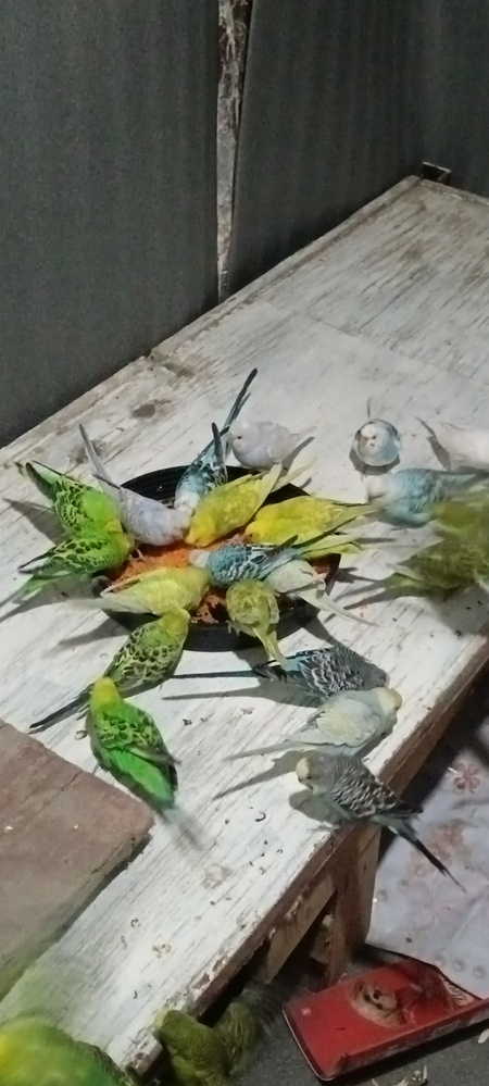 Valnistiy sotiladi