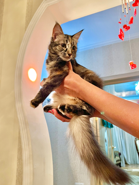 Игривая миниатюрная кошка