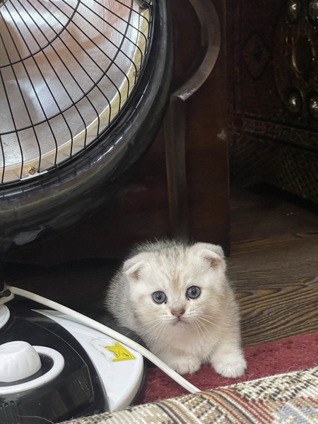 Котята Скотиш фолд