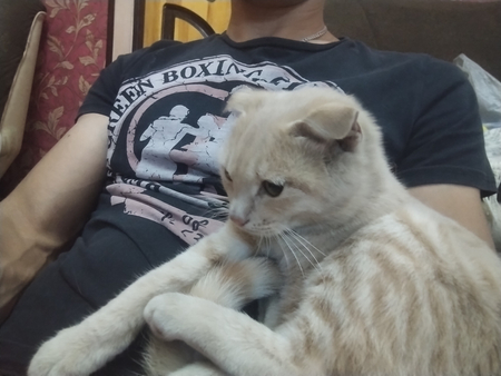 Вислоухий котенок 6 месяцев
