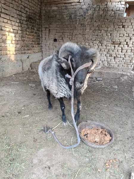 Кошкар, примерно 40кг