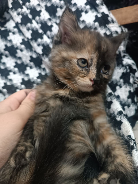 Котята полупородистые