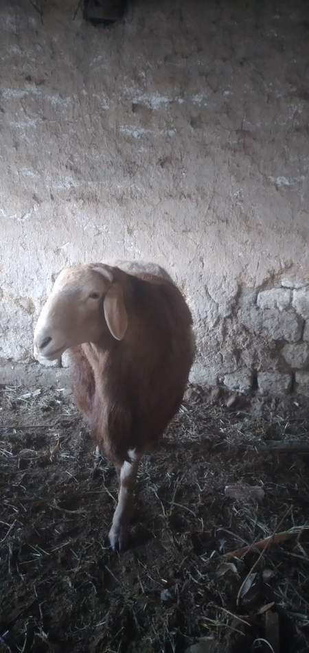 Qo'chqor sotiladi
