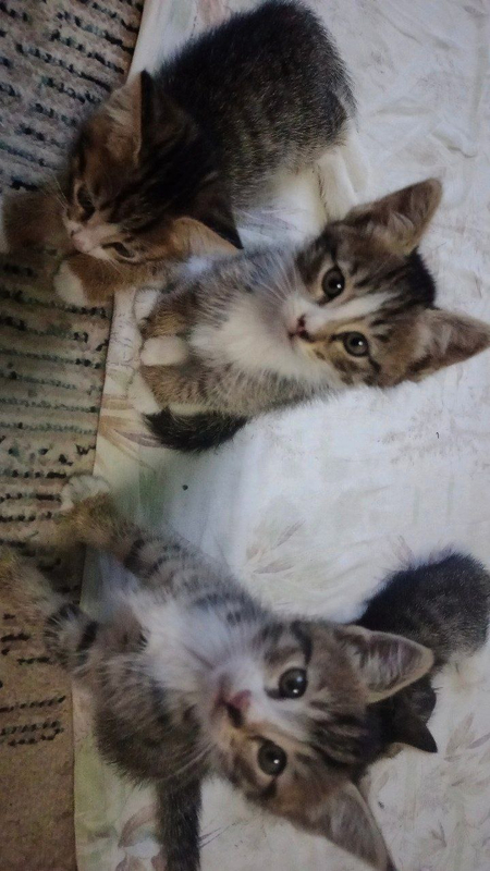 Отдам котят в хорошие руки