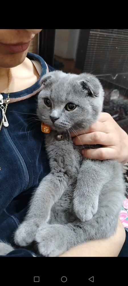 Scottish fold 3.5 oylik