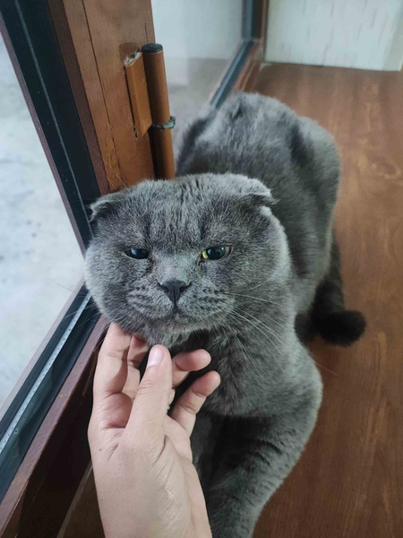 Продаётся шотландский кот
