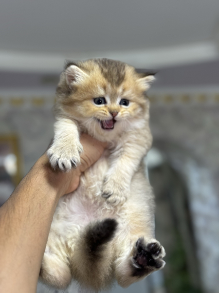 Мушукчалар