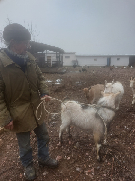 Продаю альеийского козла, возраст 1 год.  Безрогий.