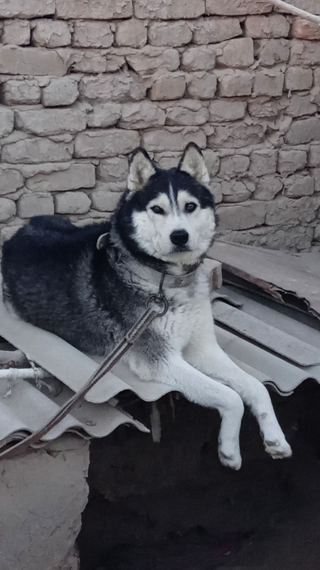 Продается  Хаски 1
