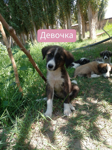 СРОЧНЫЙ поиск домов для щенков!!!