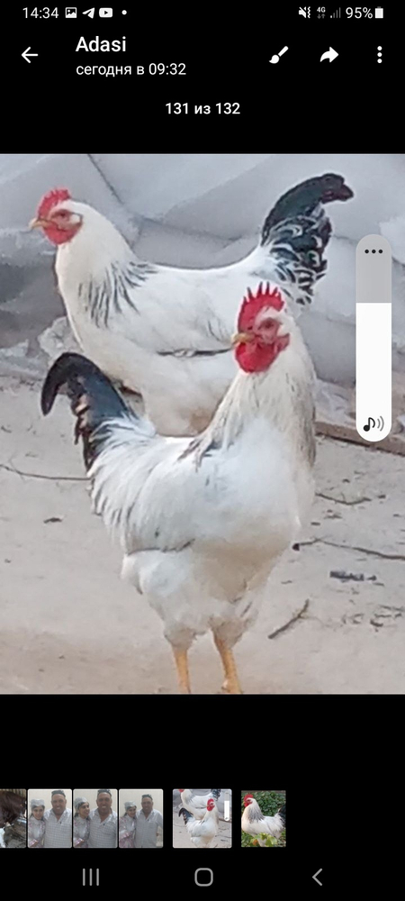 Adler serebristiy xo‘roz va tovuq sotiladi.  1+1.