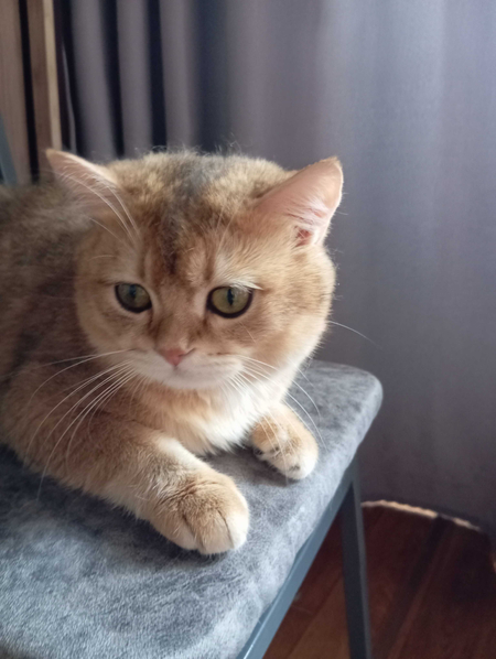 Приглашаем кошечек на вязку