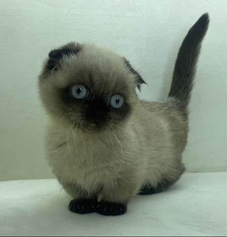 Котята породы манчкин