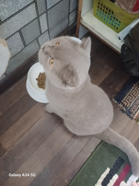 Продается  кошка