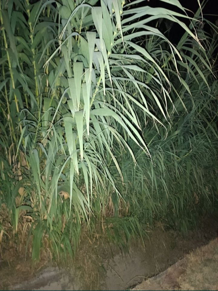 shakar qamish  sotiladi