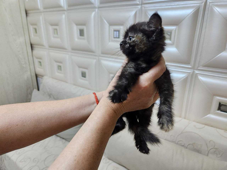 Котёнок в хорошие руки