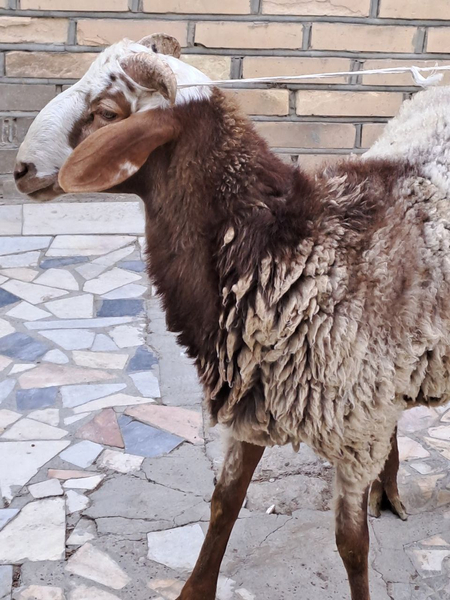 Qõchqorlar va qõylar sotiladi