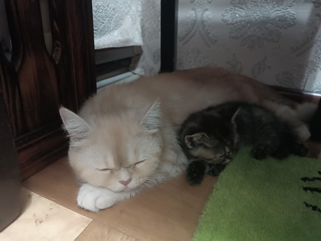Срочна мушук сотилади. Онаси золотистий шиншилла. Отаси скотч страйт.