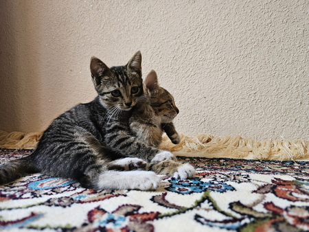 Котята необычного цвета