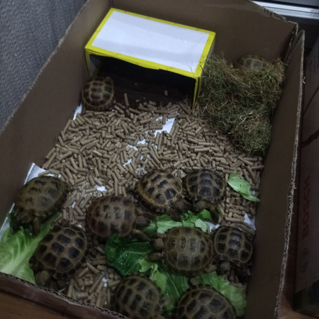 Сухопутные черепахи