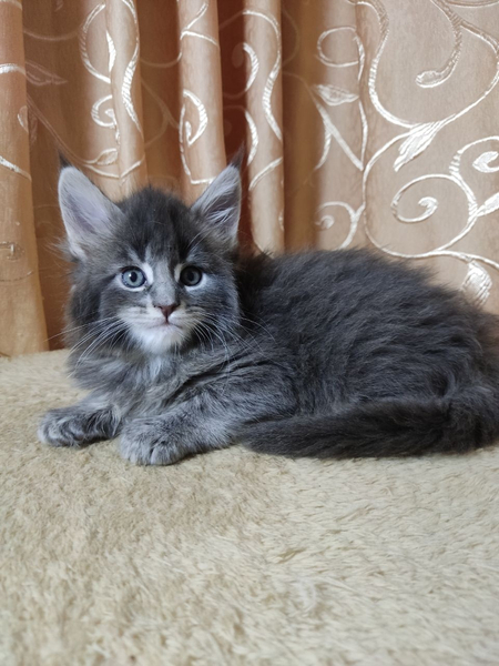 Мейн Кун девочка