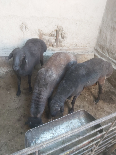 Quchqorlar sotiladi