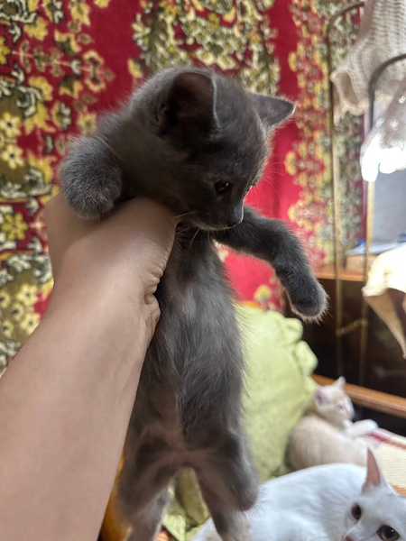 Бесплатно в хорошие руки котята