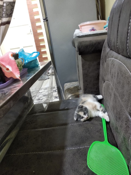 веслоухий котёнок