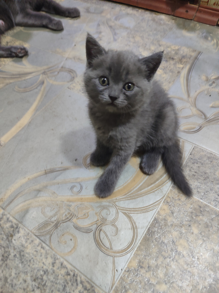 Котёнок продаётся не дорого