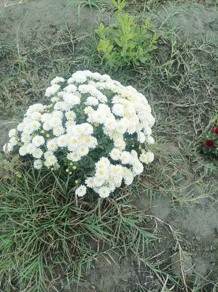 Хризантема гуллари сотувда